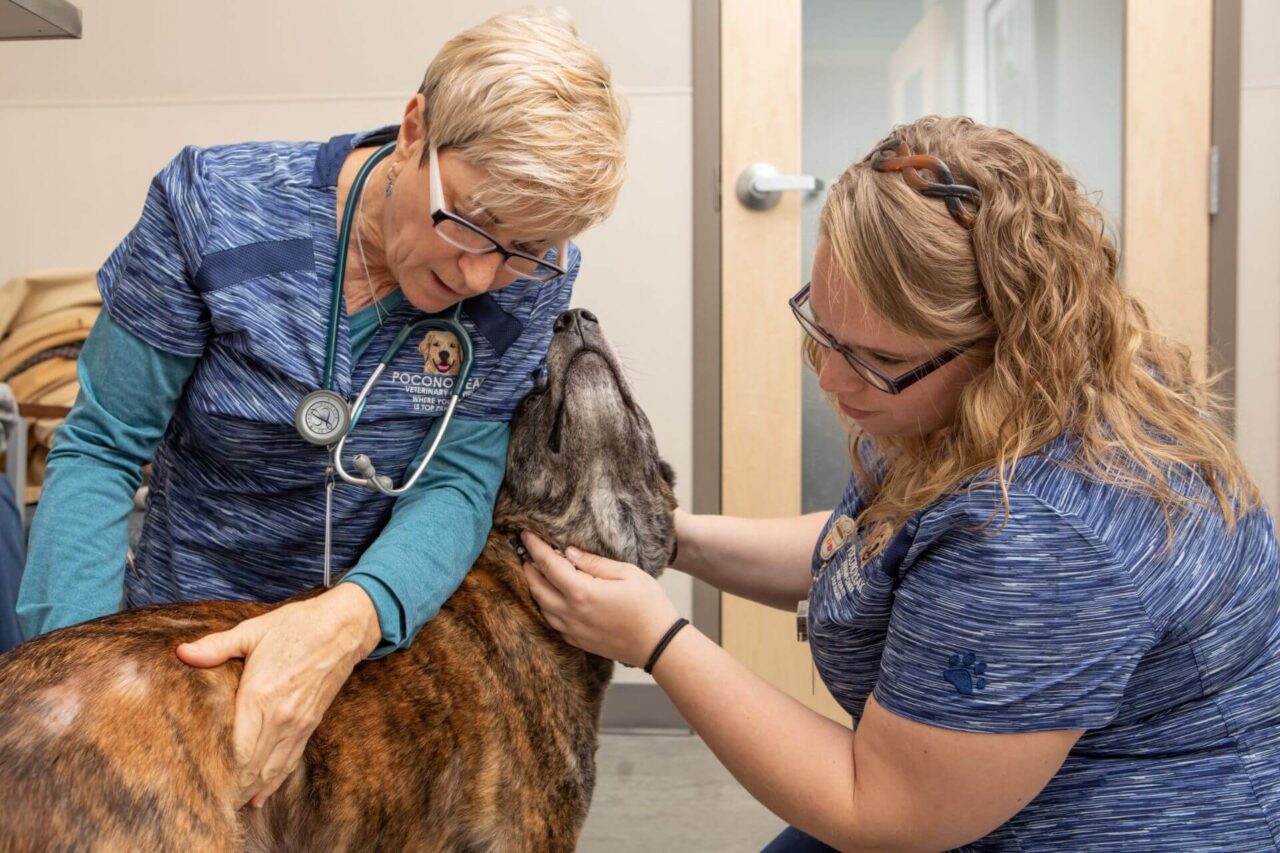 Pet Parasite Prevention In Stroudsburg, PA | Pocono Peak Vet